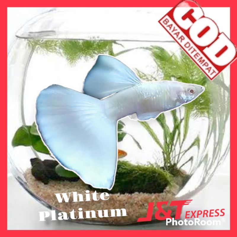 Jual Ikan guppy White platinum untuk Aquarium | Shopee Indonesia