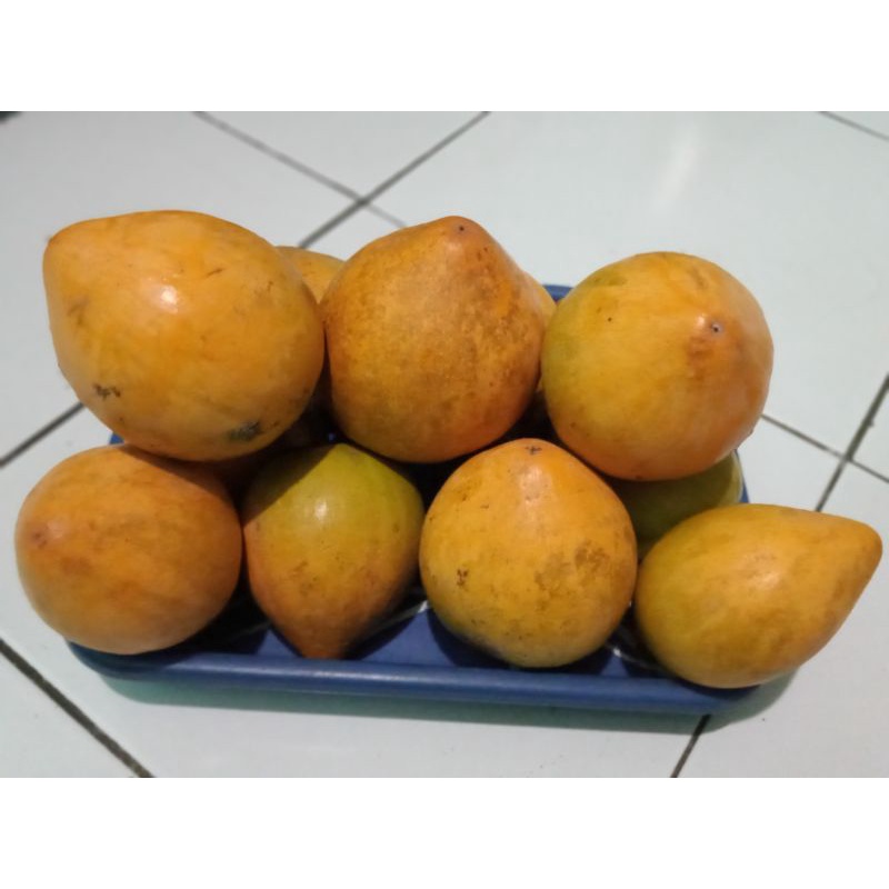 Jual SAWO MENTEGA / BUAH ALKESHA 1kg | Shopee Indonesia