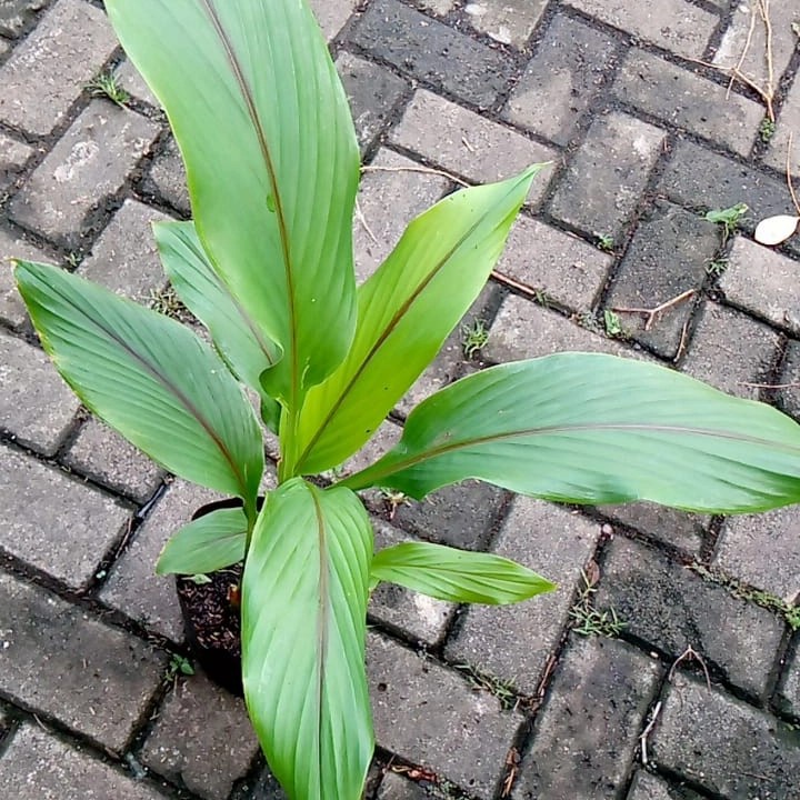 Jual bibit Tanaman Temulawak putih bibit tanaman herbal tinggi 30 cm ...