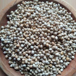 Jual Biji Hanjeli Jali-Jali kualitas terbaik per 300 gram | Shopee ...