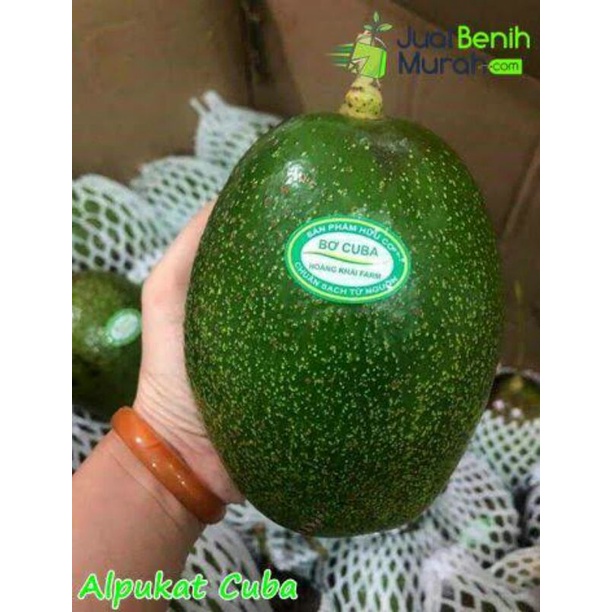 Jual BIBIT ALPUKAT CUBA JUMBO OKULASI | Shopee Indonesia