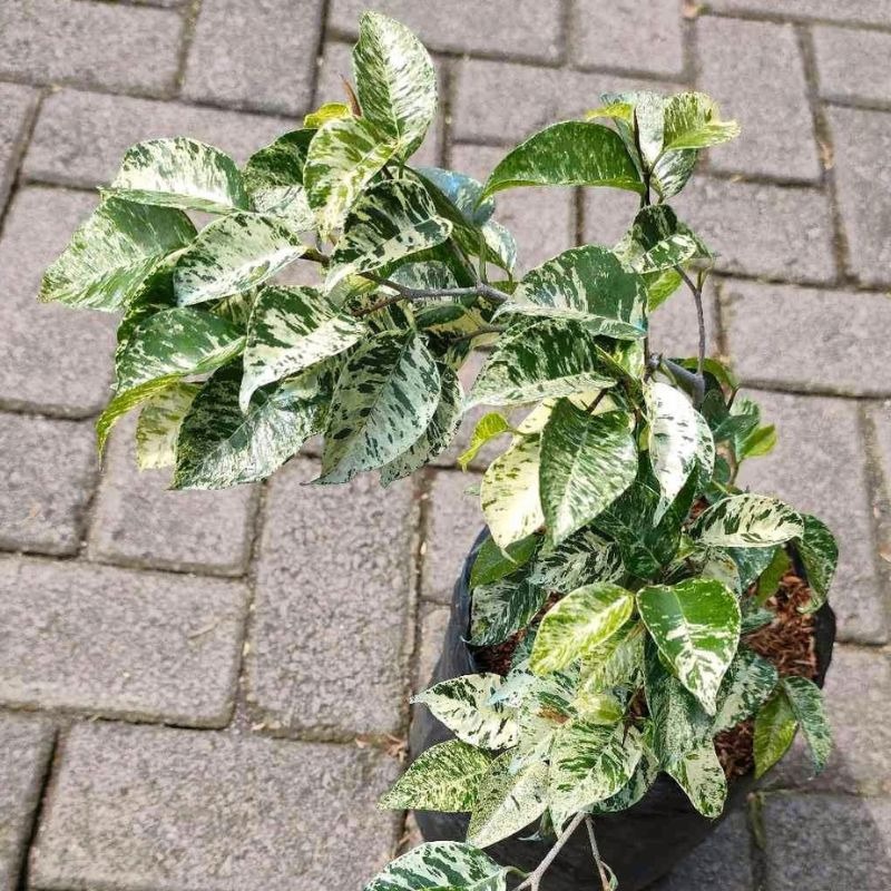 Jual Tanaman Ficus Benjamina Variegated / Beringin Variegata | Shopee ...