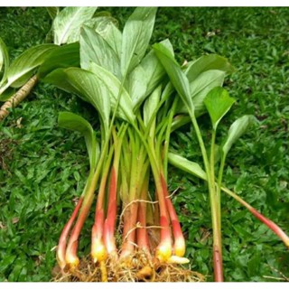 Jual Tanaman pohon temu kunci / tanaman herbal temu kunci / pohon obat ...