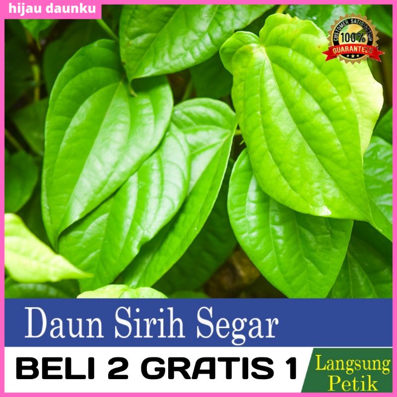 Jual Daun Sirih Hijau Segar Baru Di petik Fresh Obat Herbal Alami ...