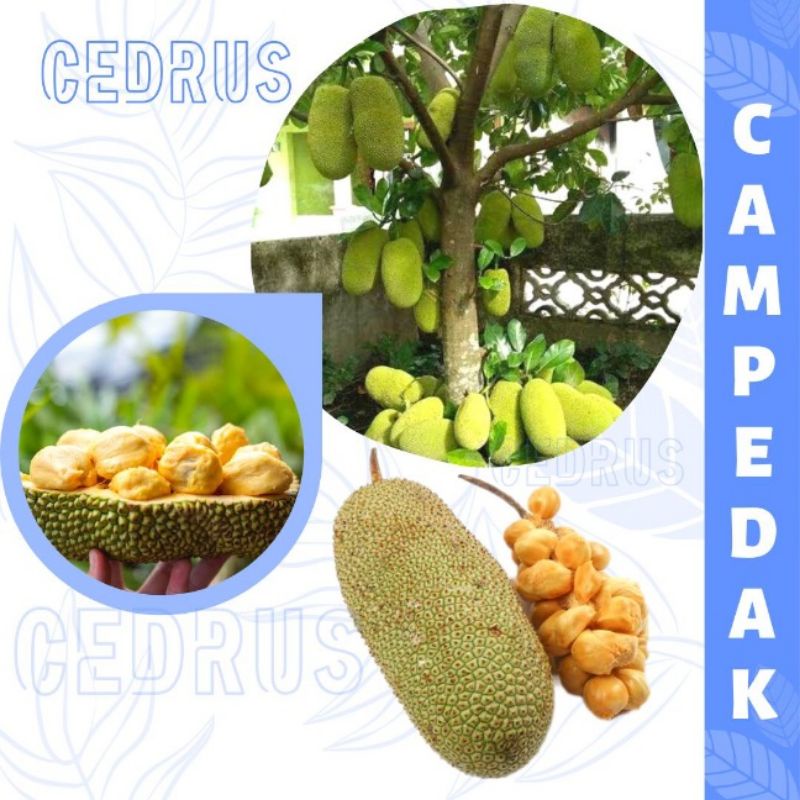Jual Benih CEMPEDAK Biji Buah | Shopee Indonesia