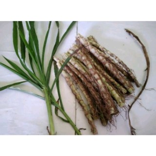 Jual Bibit rumput odot per batang / stek benih rumput odot | Shopee ...