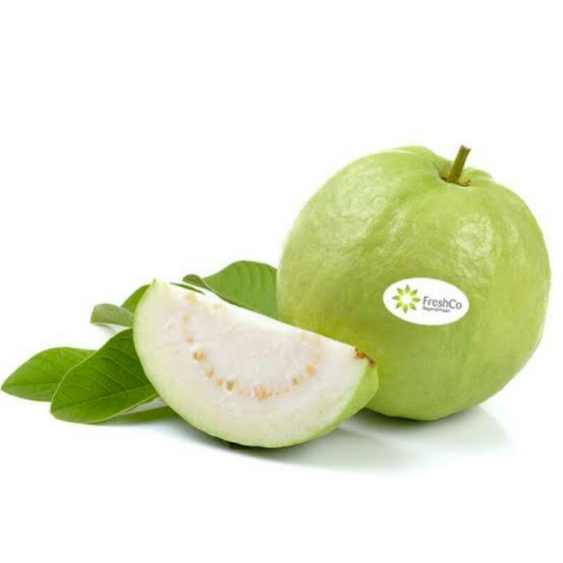 Jual BIBIT JAMBU MUTIARA TAIWAN JUMBO | Shopee Indonesia