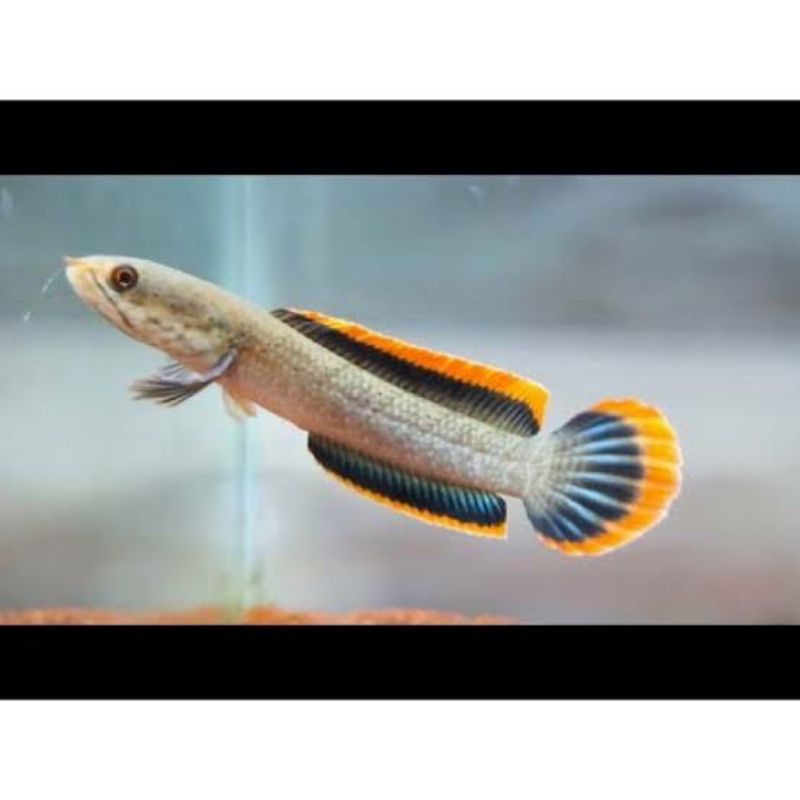 Jual Chana Limbata WC pegunungan Wonosobo size 10-17 cm | Shopee Indonesia