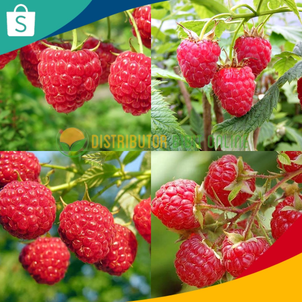 Jual Bibit Tanaman Buah Raspberry Merah Kondisi Rimbun | Shopee Indonesia