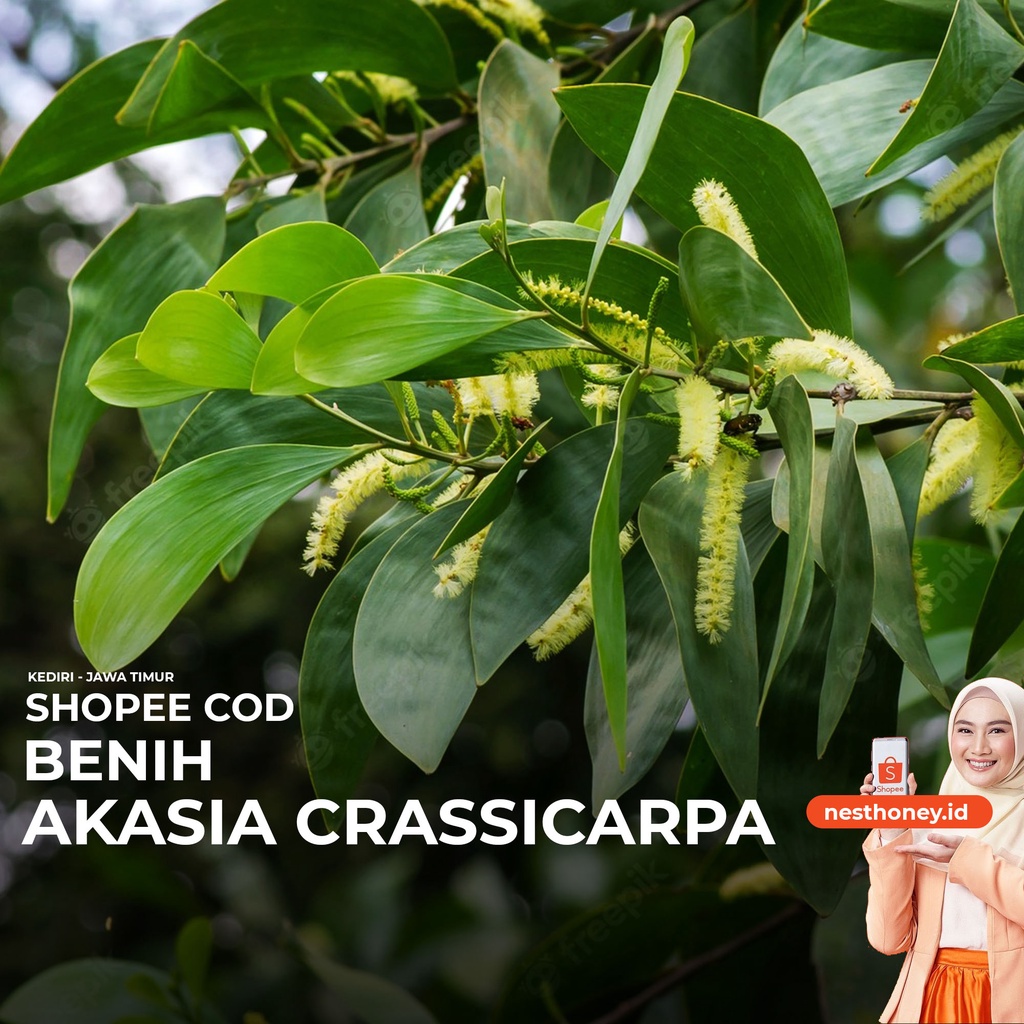 Jual Benih Akasia Carpa / Biji Acacia Crassicarpa / Tanaman Vegetasi ...