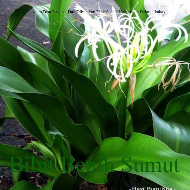 Jual Bibit Daun Bakung Oppu Oppu Herbal Kaya Manfaat Herbal Patah ...