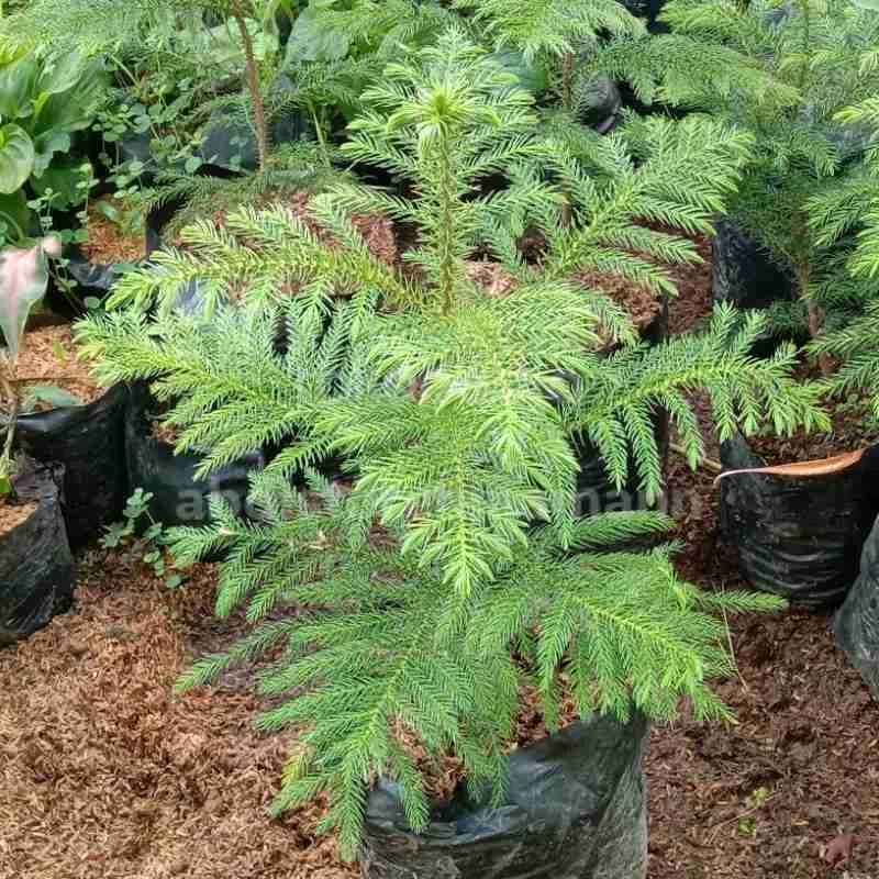 Jual Tanaman hias pohon cemara norflok I pentris | Shopee Indonesia