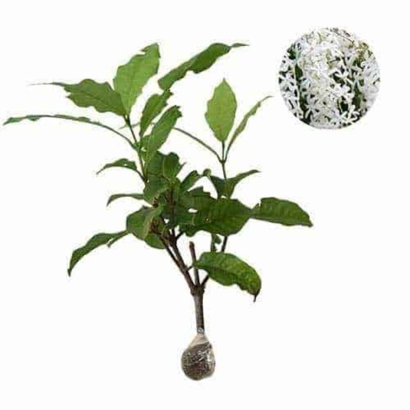 Jual Bunga Merambat Petrea - Tanaman Hias Merambat Bunga Petrea - Bunga ...