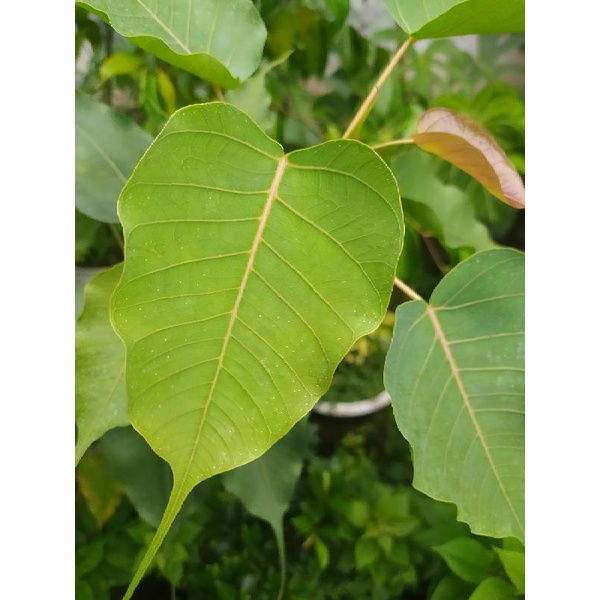 Jual Pohon bodhi / Ficus Religiosa | Shopee Indonesia
