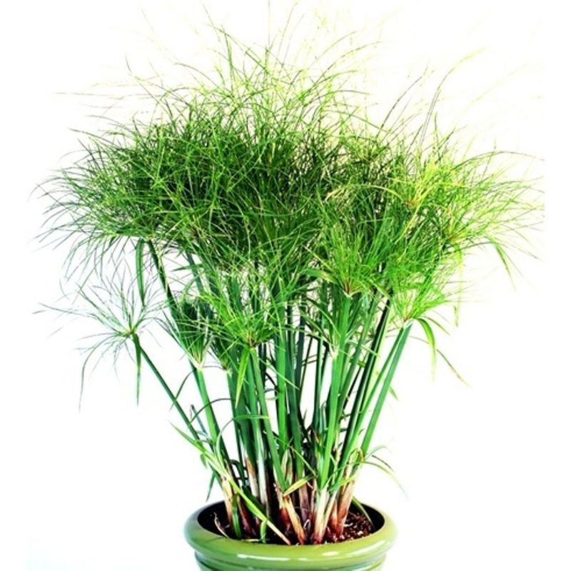 Jual tanaman hias papyrus cyperus tanaman air | Shopee Indonesia