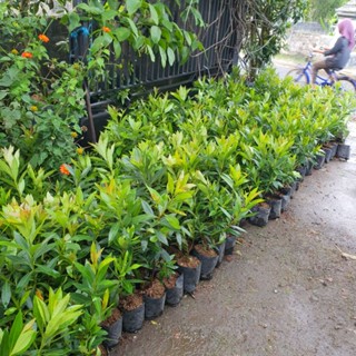Jual Santos Lemon Kuning Tinggi 30cm Up Tanaman Pakan Lebah Klanceng