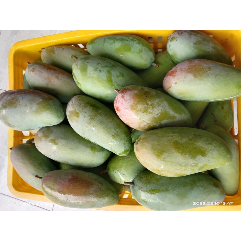 Jual PROMO MANGGA KIOJAY /MANGGA THAILAND JAMIN MANIS 1kg | Shopee ...