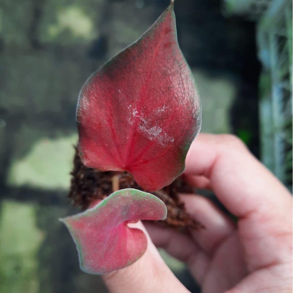 Jual Bunga caladium vitis vinifera/ paket bunga caladium anggur ...