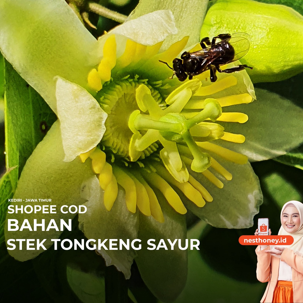 Jual Batang Bahan Stek Tongkeng Sayur 20cm / Passiflora Biflora Tanaman Pakan Lebah Klanceng ...