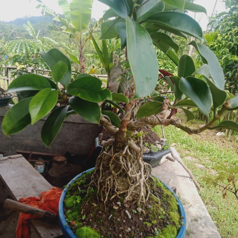 Jual Bibit Bonsai ( Stek ) Pohon Apel Jin 1 Pcs | Shopee Indonesia