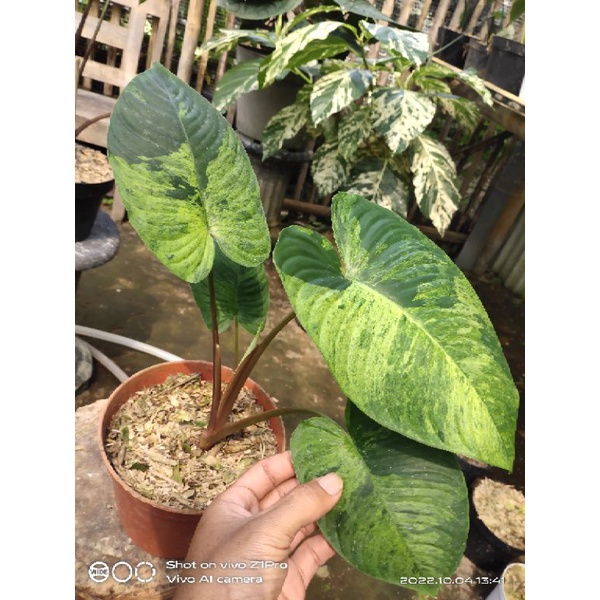 Jual homalomena sp red stem variegata. -VARRO PLANT- | Shopee Indonesia