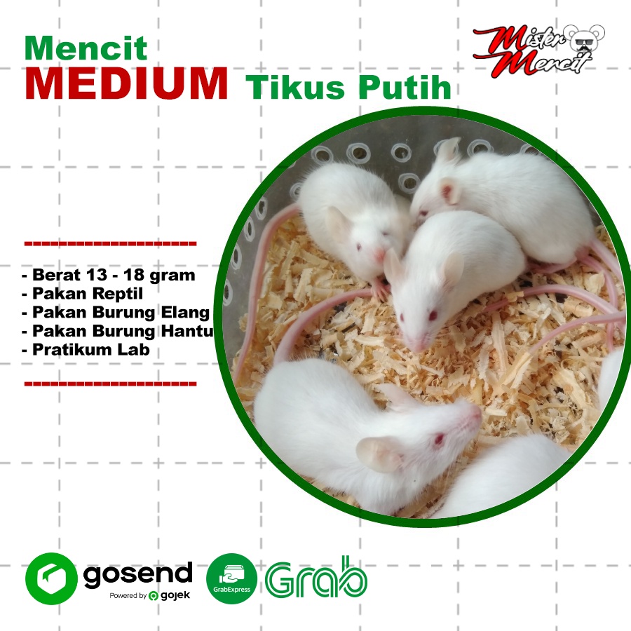 Jual Tikus Putih Mencit Medium | Shopee Indonesia