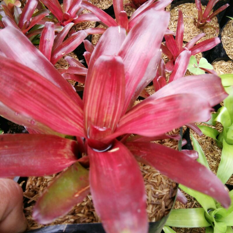 Jual RED ZOE FIREBALL VARIEGATA BROMELIA NEOREGELIA | Shopee Indonesia