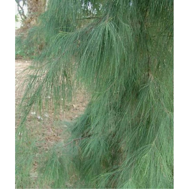 Jual daun Cemara untuk ecoprint | Shopee Indonesia