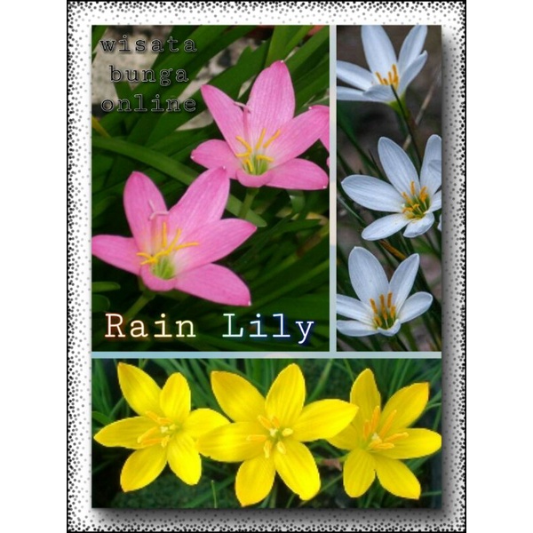 Jual Tanaman Hias Rain Lily/Bunga Hujan/Bawang - bawangan | Shopee ...