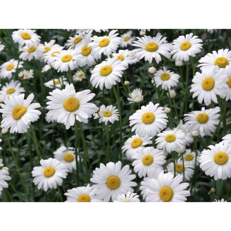 Jual Benih / Biji Bunga Chamomile Tanaman Hias Herb Kamomil | Shopee ...