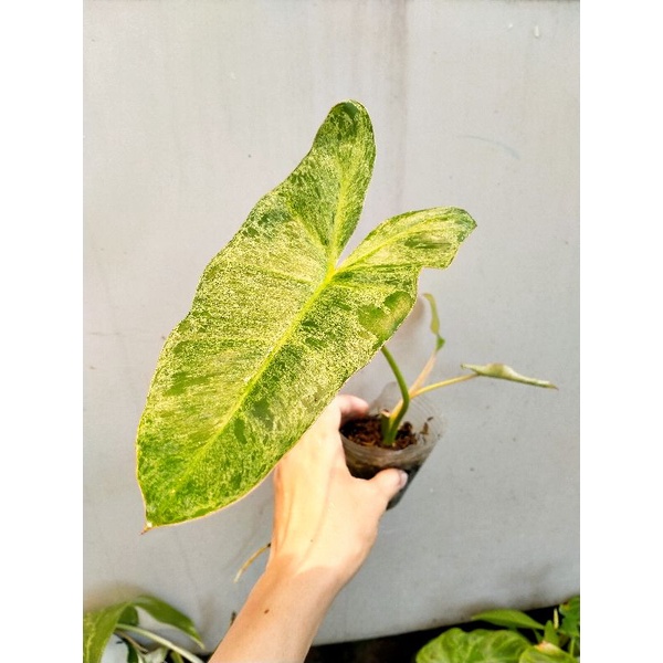 Jual Philodendron Philo Paraiso Verde Cutting | Shopee Indonesia