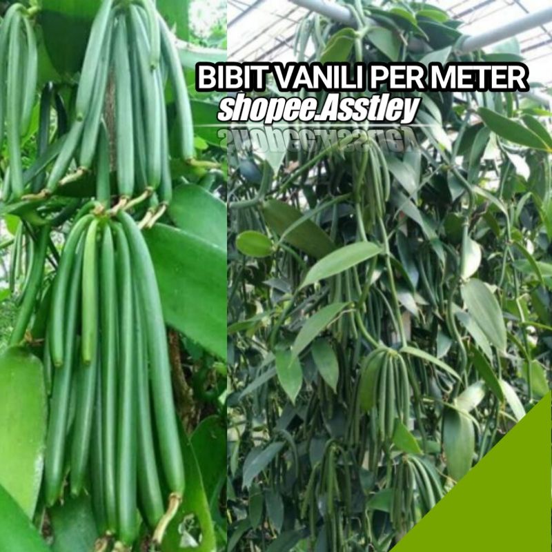 Jual Bibit Vanili 1 meter sulur - Panili Unggul Per meter Vanilli Vanilla Vanila Paneli meteran ...