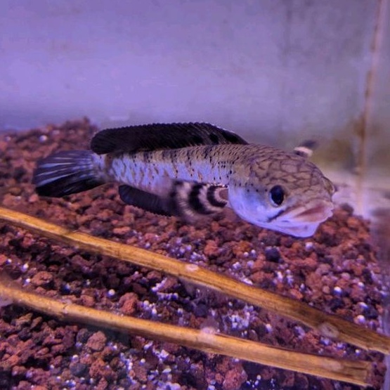 Jual Channa Blue pulcra 10cm galak | Shopee Indonesia