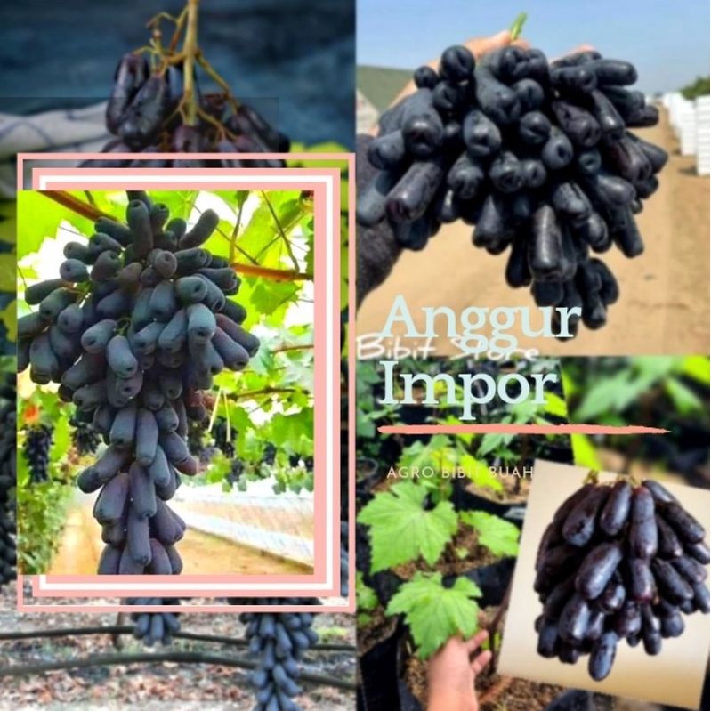 Jual Tanaman Anggur Impor Varietas Mondrop | Shopee Indonesia