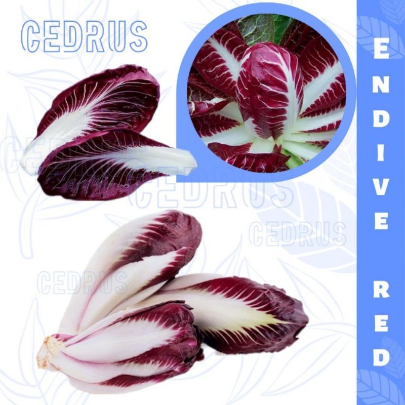 Jual ENDIVE RED (isi-5) Benih Biji Sayur Sawi Merah | Shopee Indonesia