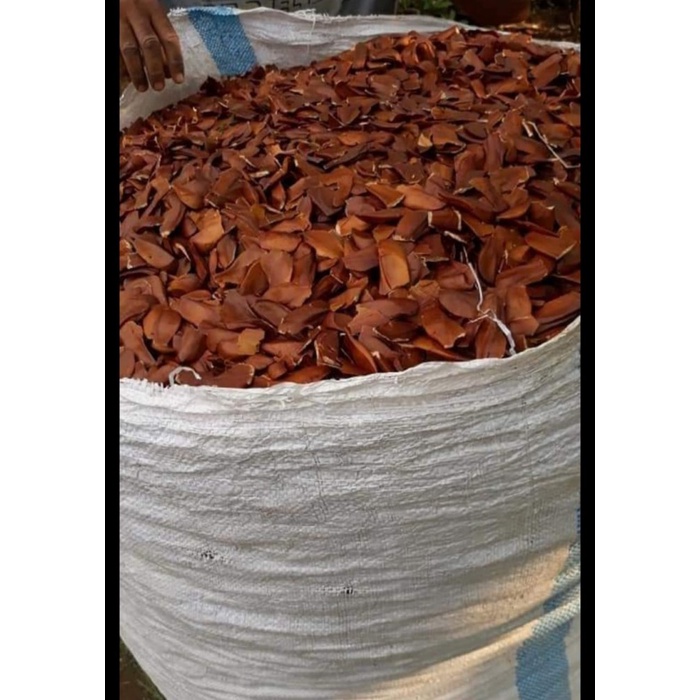 Jual Unik Dan Terbaru Biji Pohon Mahoni Unggul Siap Semai / Benih ...