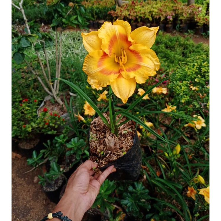 Jual Tanaman hias bunga lily original / tanaman bunga lily / tanaman ...