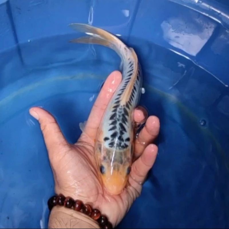 Jual Ikan Koi Blitar Jenis Shusui / Rumah Koi Jakarta / kode 0012 ...