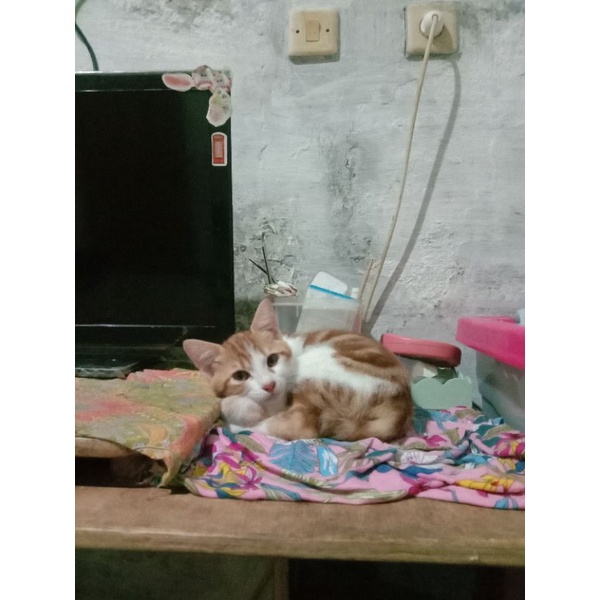 Jual Open Adopt kucing Persia medium mix campuran dg kucing kampung ...
