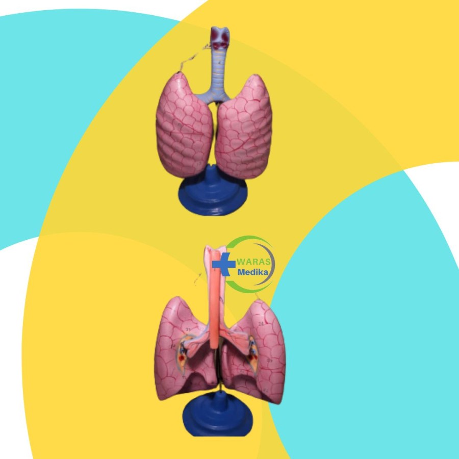 Jual Alat Peraga Biologi Model Paru-Paru - Torso Paru Paru | Shopee ...