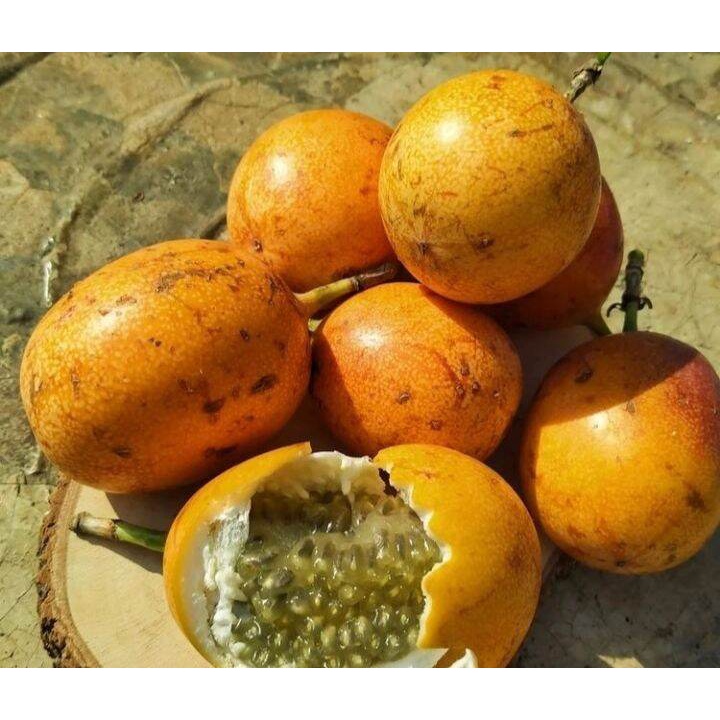 Jual BIBIT TANAMAN BUAH MARKISA MANIS KONYAL CEPAT BERBUAH VIRAL ...