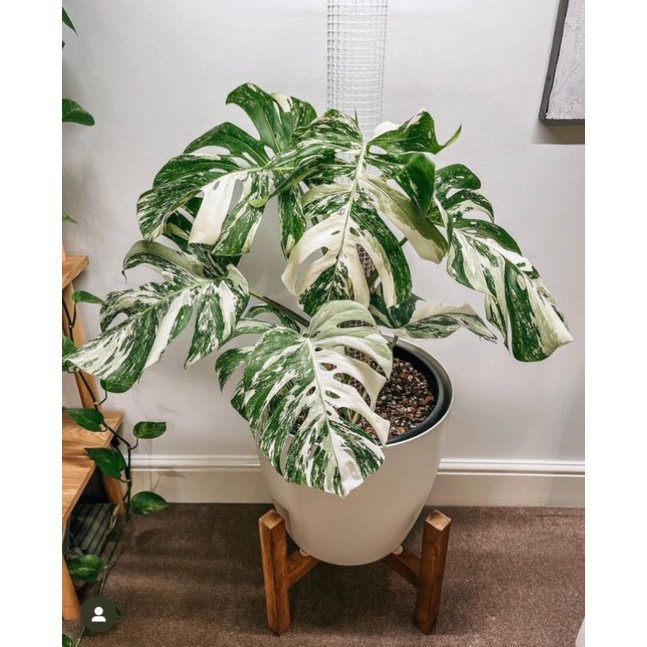 Jual Tanaman hias Monstera King Variegata / Monstera Deliciosa varigata ...