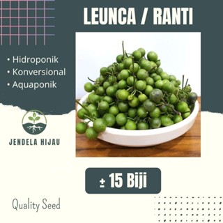 Jual Benih Leunca / Ranti - Bibit Tanaman Sayuran Repack. | Shopee ...