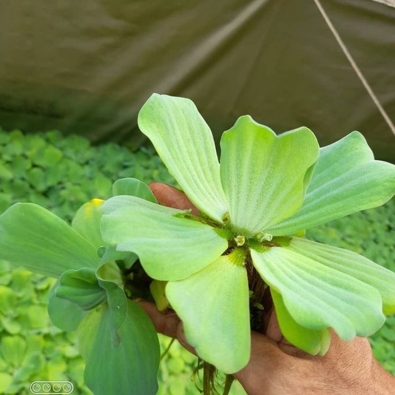 Jual TUMBUHAN APU APU | TANAMAN AIR APU APU | KAPU KAPU | APU APU ...