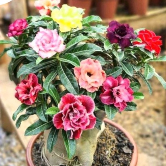 Jual PROMO!!TANAMAN HIAS ADENIUM KAMBOJA JEPANG BUNGA TUMPUK ...