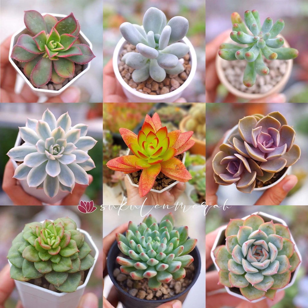 Jual PILIH pohon kaktus sukulen sekulen skulen GRATIS POT hitam bulat ...