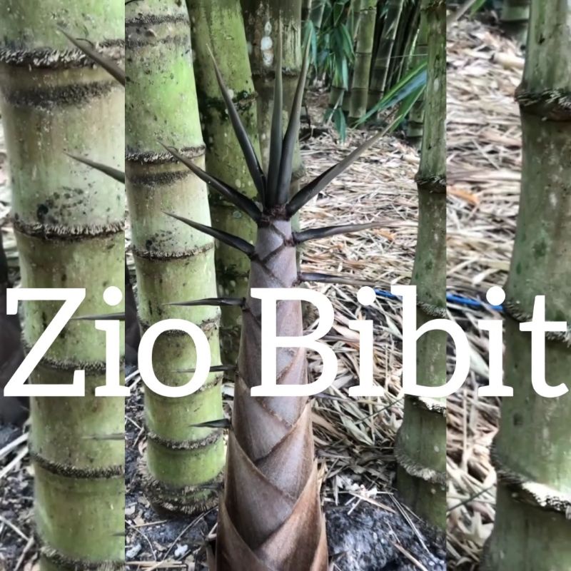Jual Bibit bambu/benih bambu/biji bambu duri original | Shopee Indonesia
