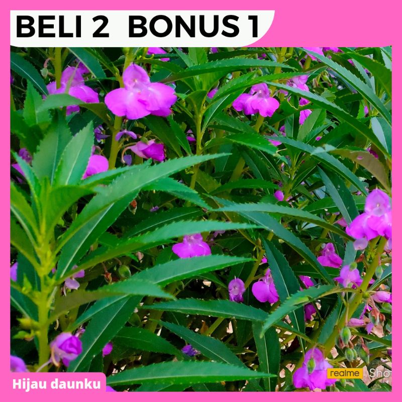 Jual Benih Bibit Biji Bunga Pacar Air Ungu Putih Dan Fanta Purple Rose ...