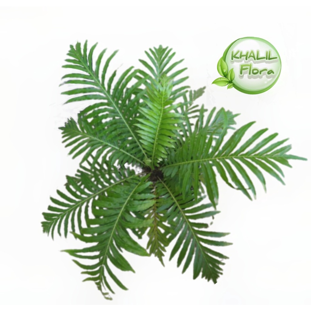 Jual TERBARU!!! Tanaman Pakis Gibbum - Tanaman Hias Pakis Jibung ...