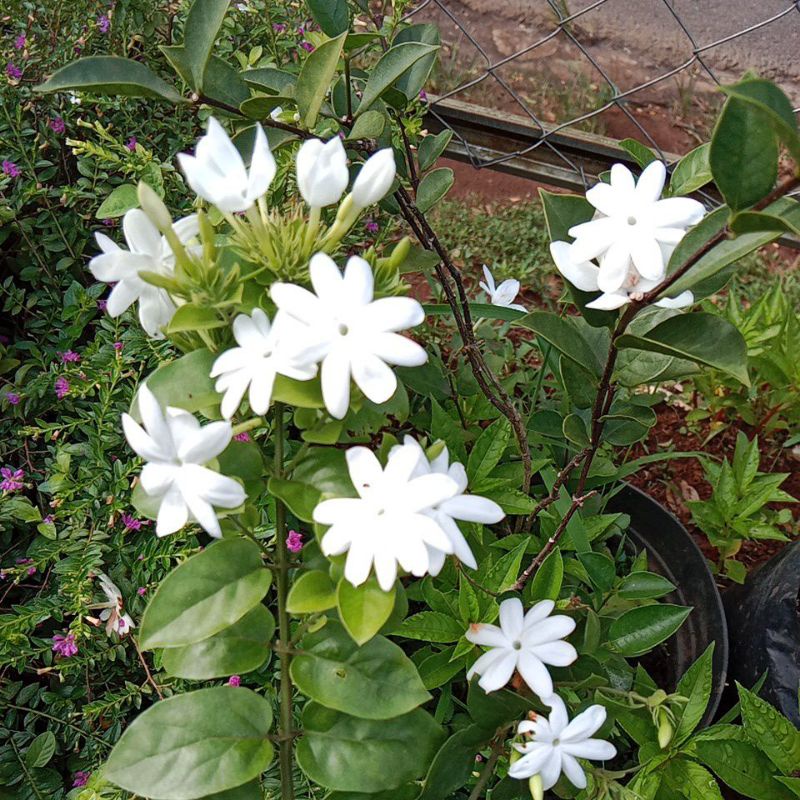 Jual tanaman Melati gambir | Shopee Indonesia